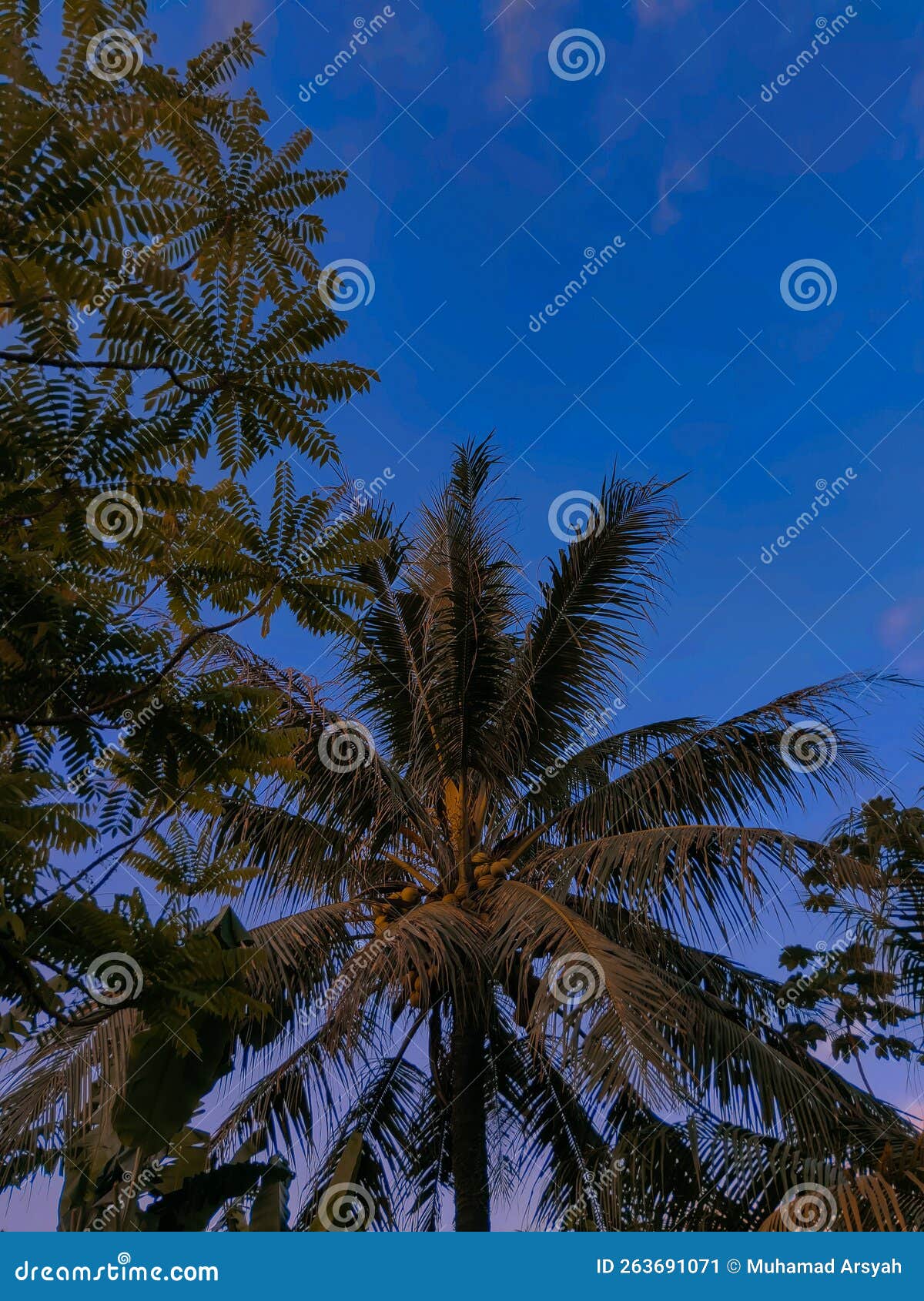 Coconut Tree with Cloud Afternoon Sky Stock Image - Image of cloud ...