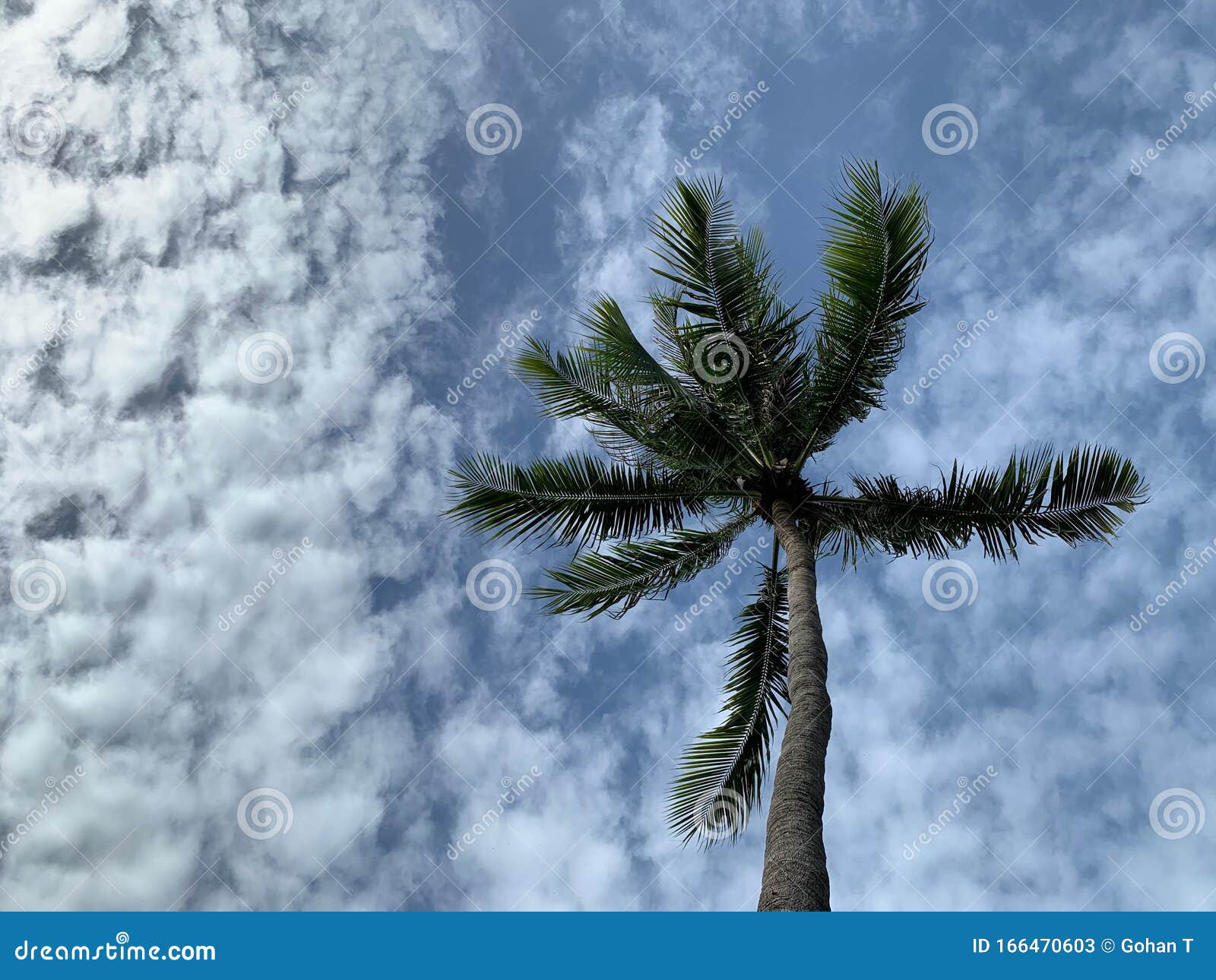 The Coconut Tree on Cloud Background Stock Image - Image of travel ...