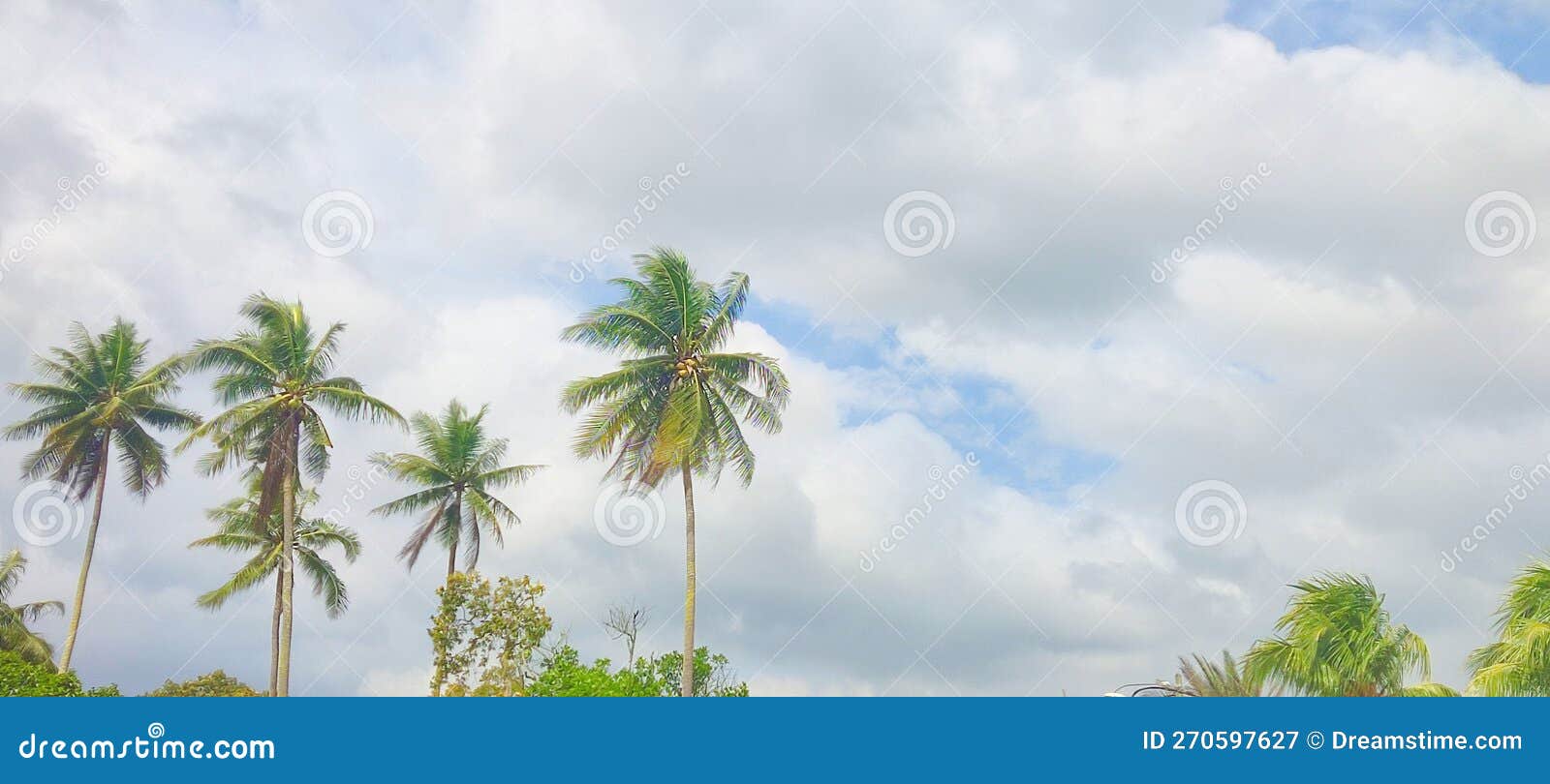 Coconut tree with clouds stock image. Image of shore - 270597627