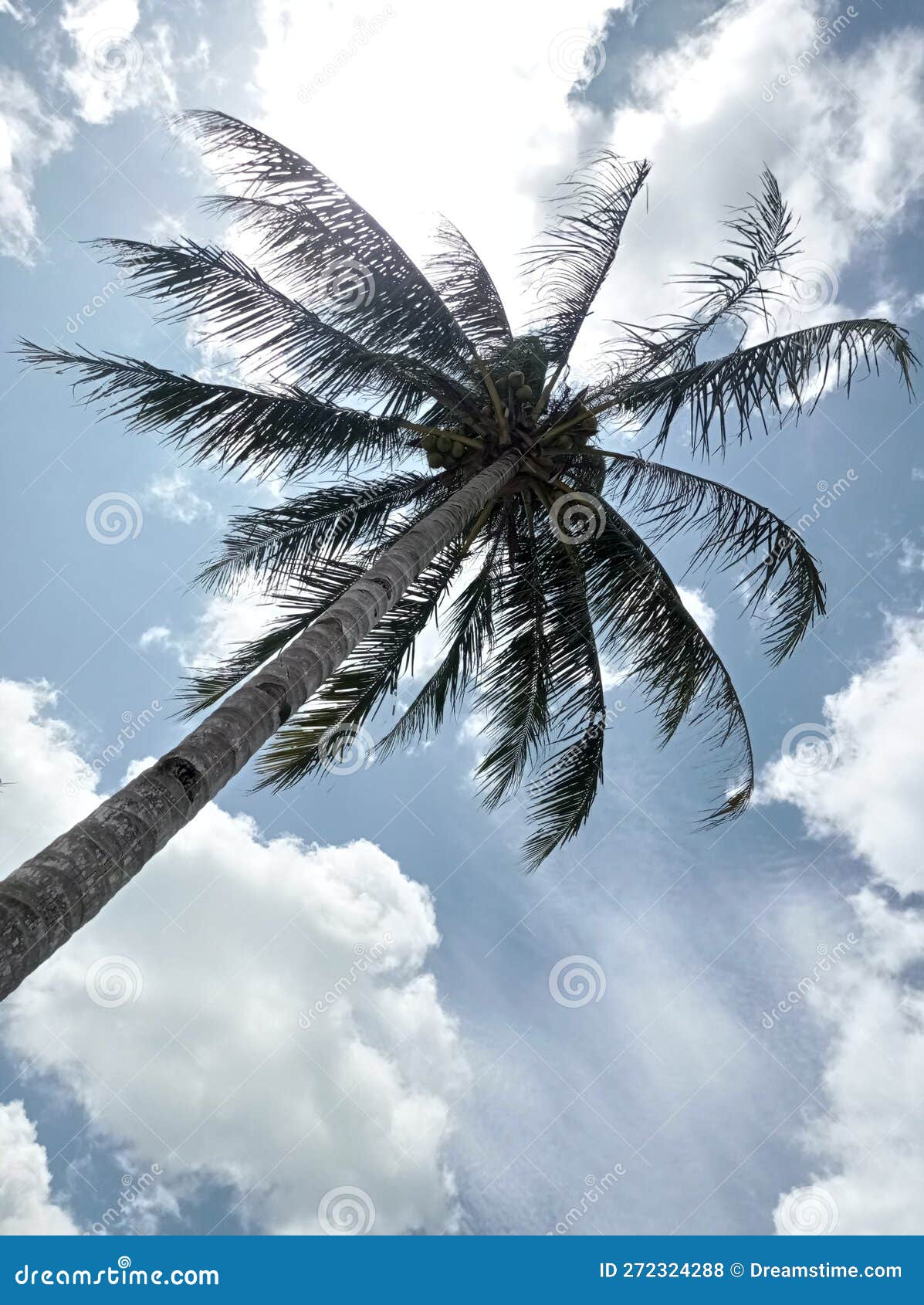 Coconut Tree with the Clouds in a Day Light Stock Photo - Image of ...