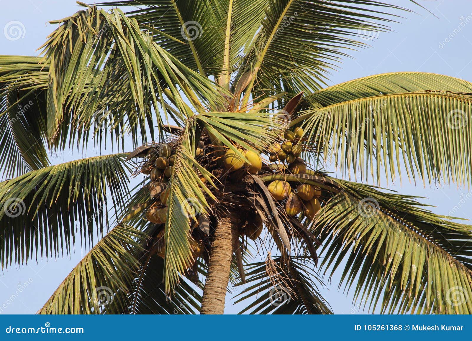 Goa Baga stock photo. Image of beautiful, coconut, baga - 105261368