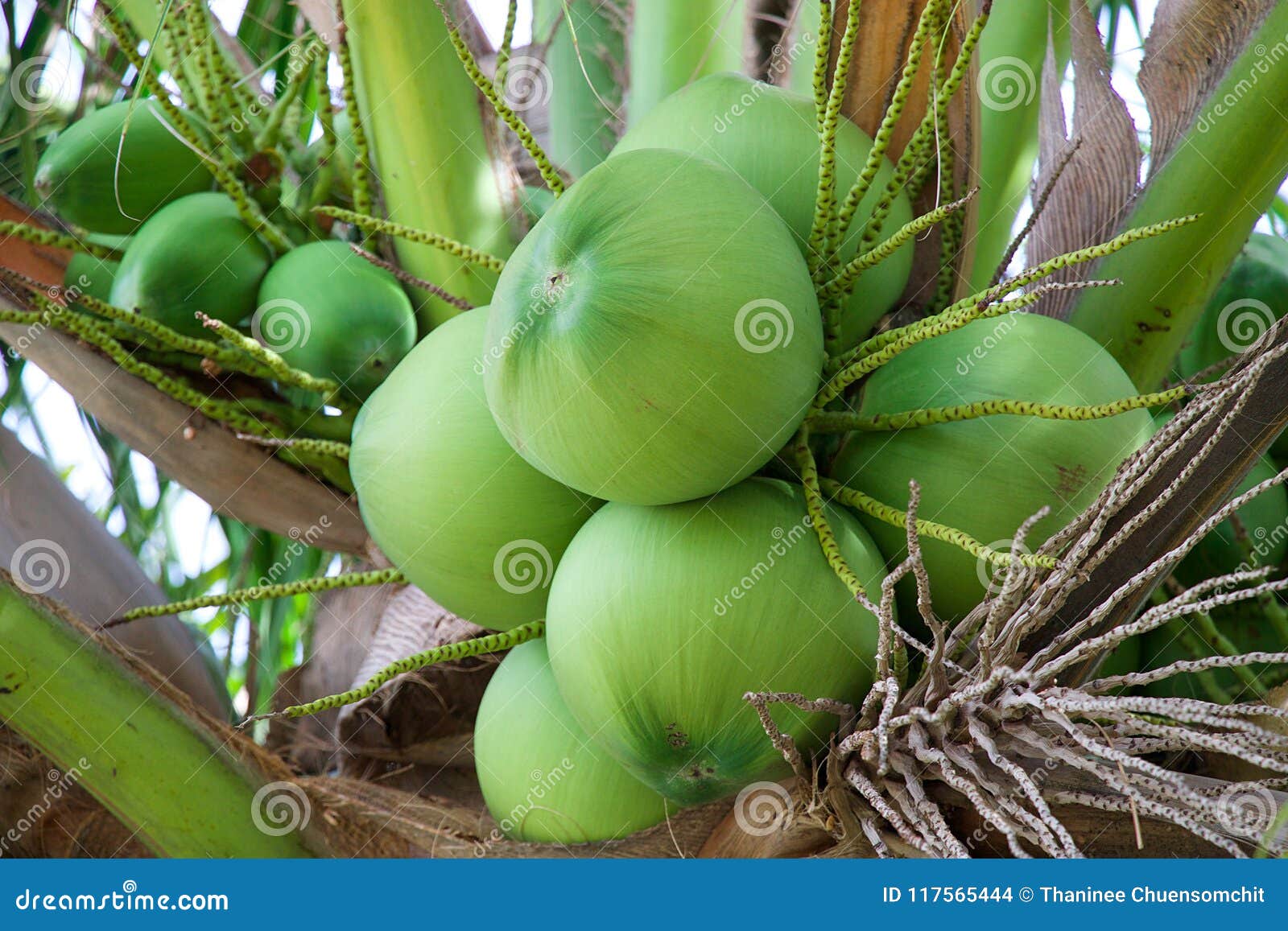 Coconut tree with coconut stock photo. Image of outdoors - 117565444