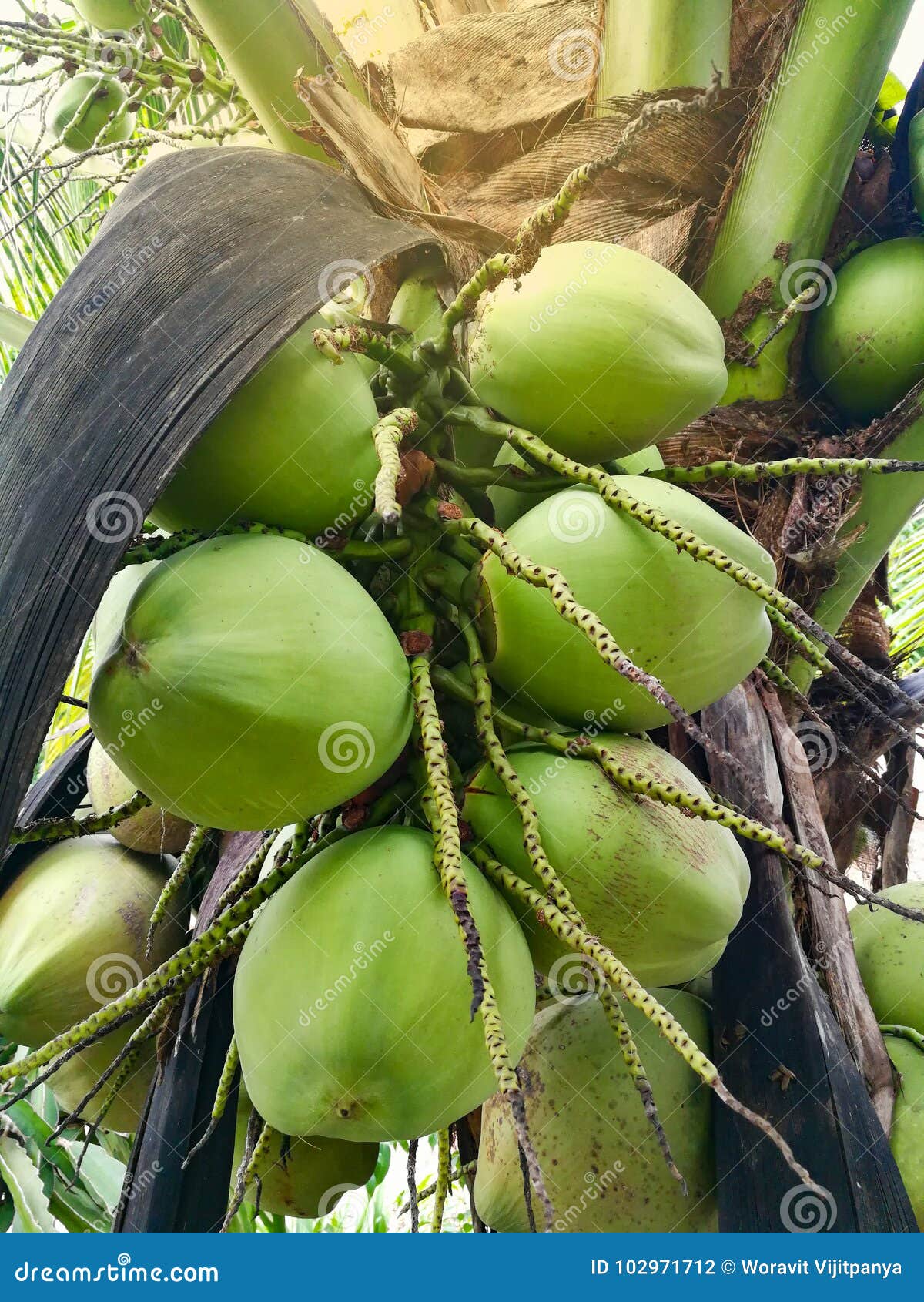 Coconut on the tree stock photo. Image of exotic, beach - 102971712