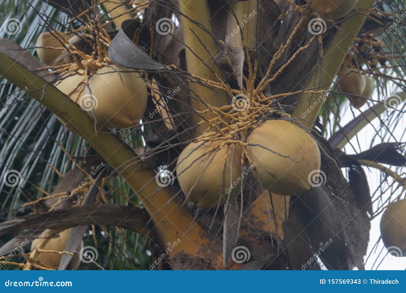 Coconut on the tree stock image. Image of natural, plant - 157569343