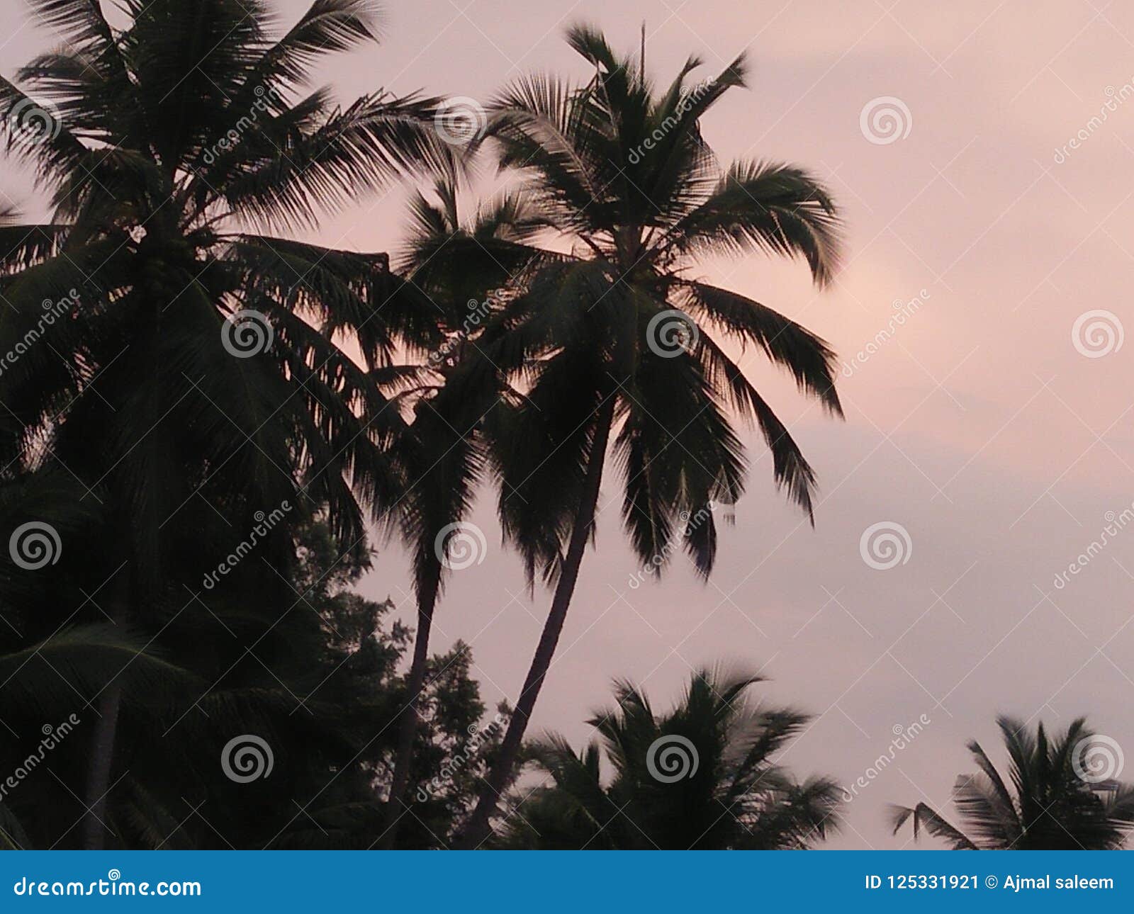 Coconut tree stock image. Image of tree, coconut, night - 125331921