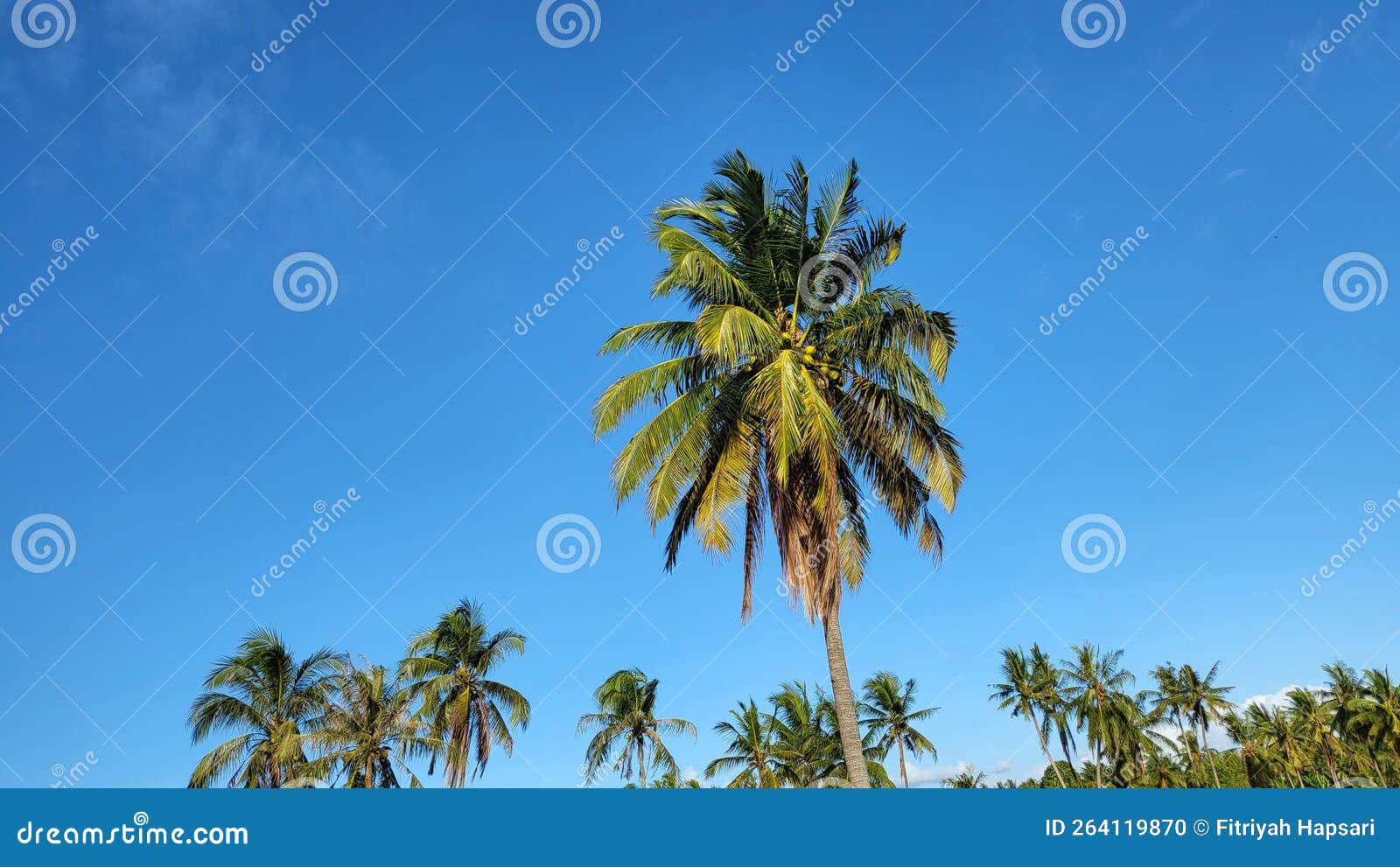 Coconut tree stock photo. Image of nature, horizon, holiday - 264119870