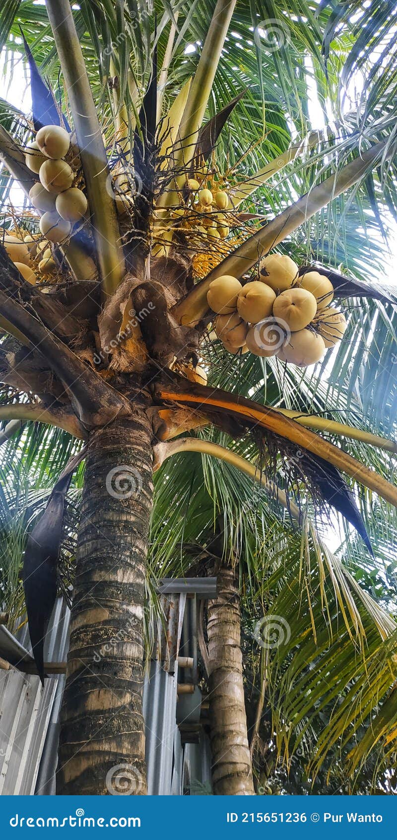 Coconut tree stock photo. Image of countryside, ecology - 215651236