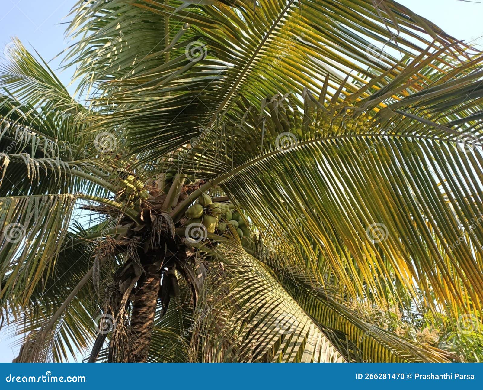 Coconut Tree with Coconuts on it Stock Photo - Image of produce ...