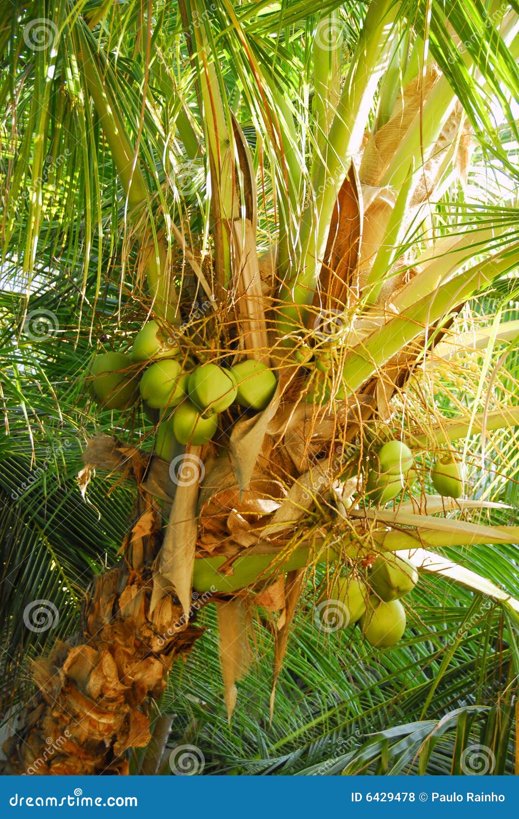 Coconut tree with coconuts stock photo. Image of coco - 6429478