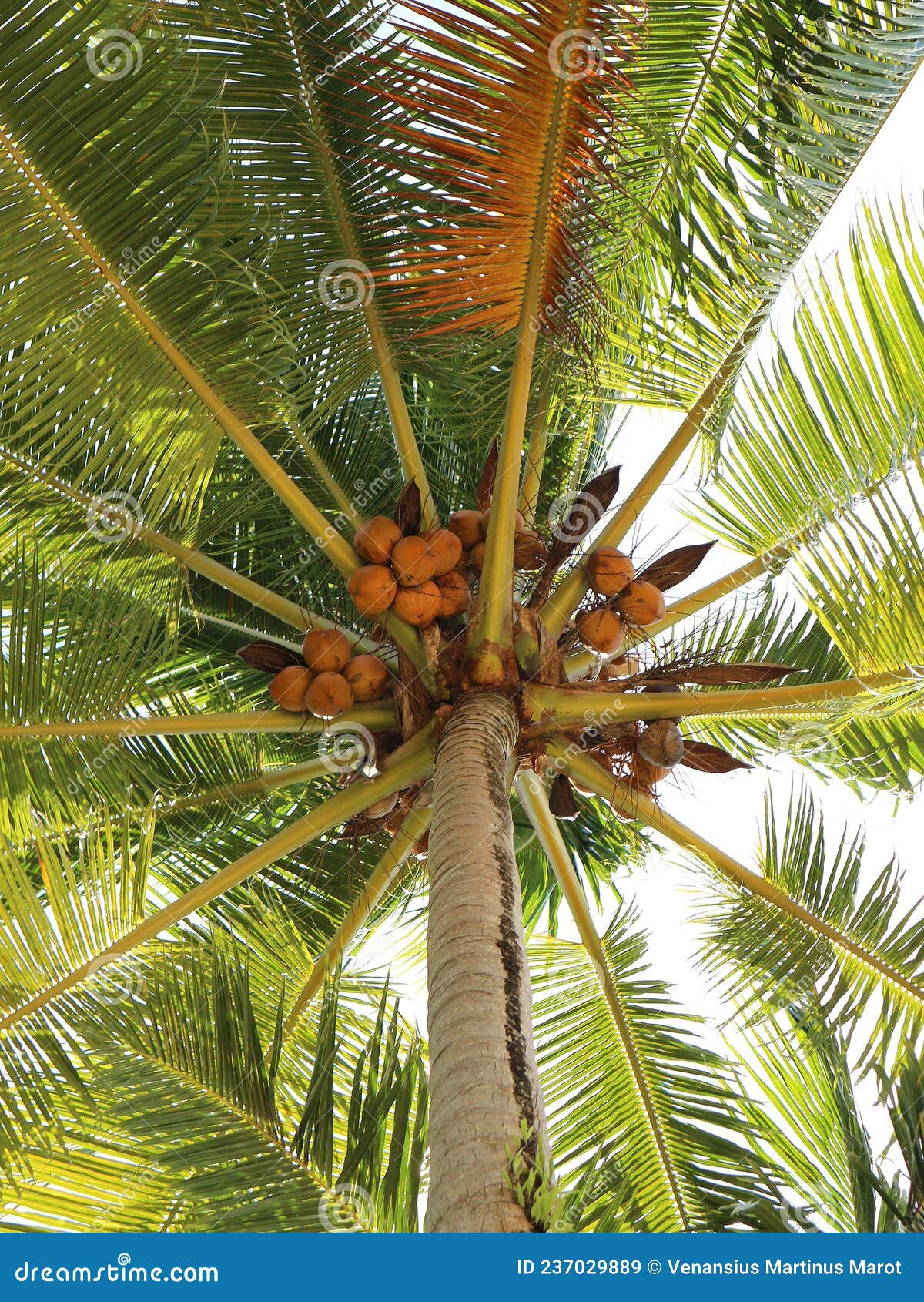 Coconut Tree with Coconuts in the Backyard Stock Image - Image of plant ...