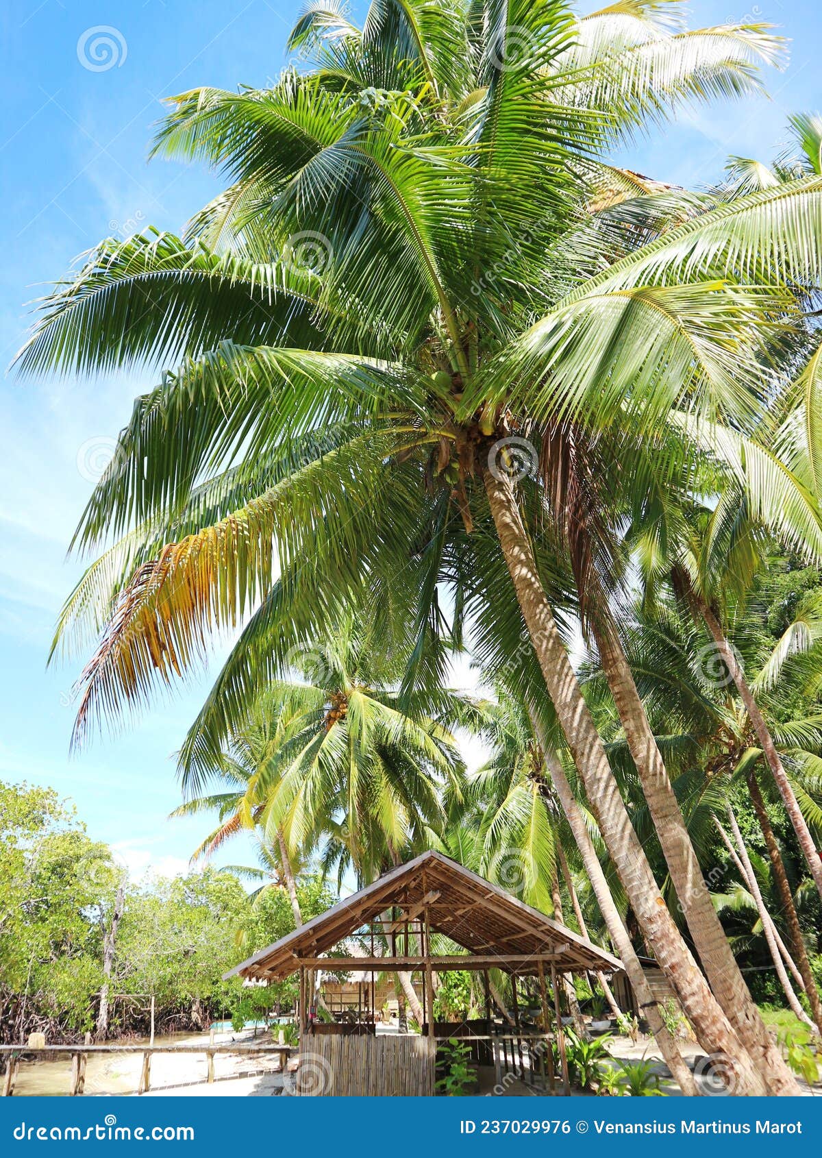 Coconut Tree with Coconuts in the Backyard Stock Photo - Image of food ...