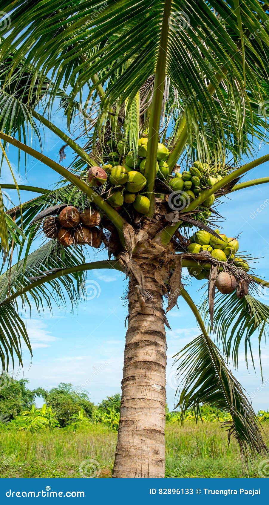 Coconut Tree and Coconuts on Blue Sky Stock Image - Image of coconut ...
