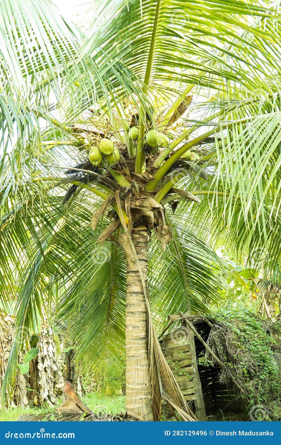 Coconut tree in the garden stock photo. Image of botany - 282129496