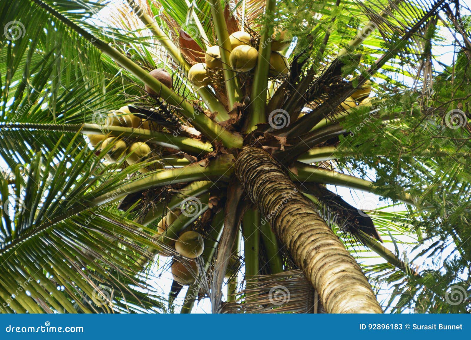 Coconut on the tree stock image. Image of coconut, natural - 92896183