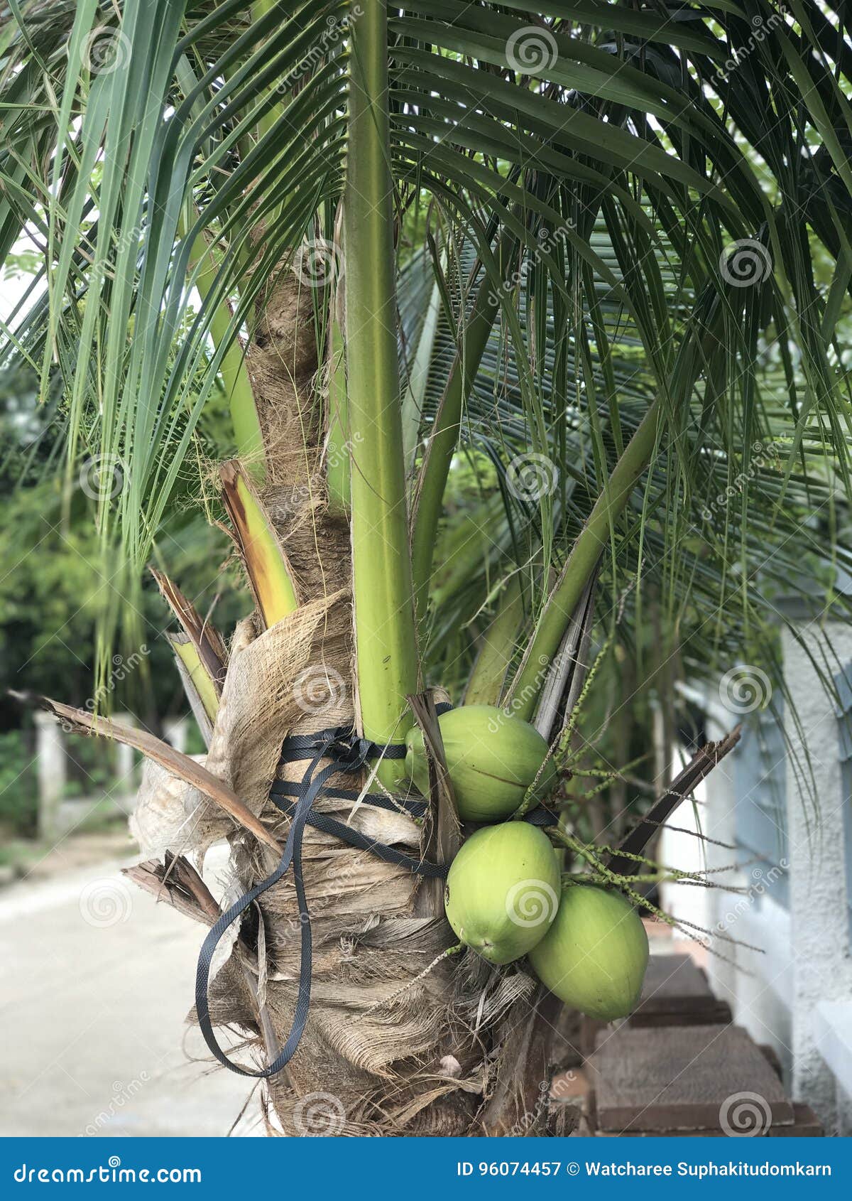 Coconut tree. stock image. Image of bract, garden, cultivated - 96074457