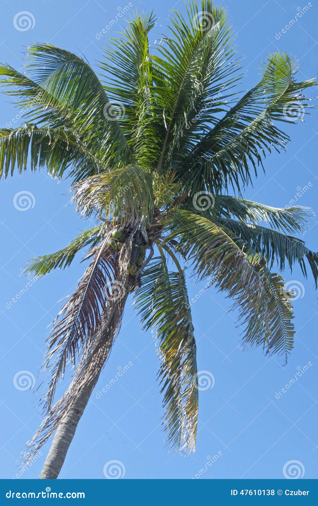 Coconut tree stock photo. Image of trunk, palm, bearing - 47610138