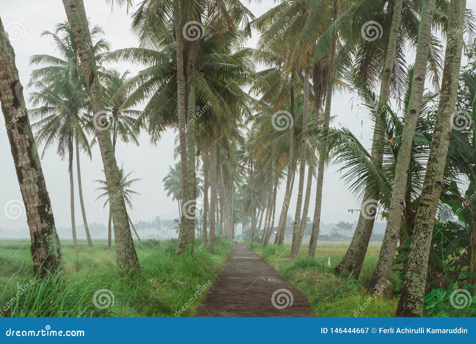 Coconut tree country road stock image. Image of united - 146444667