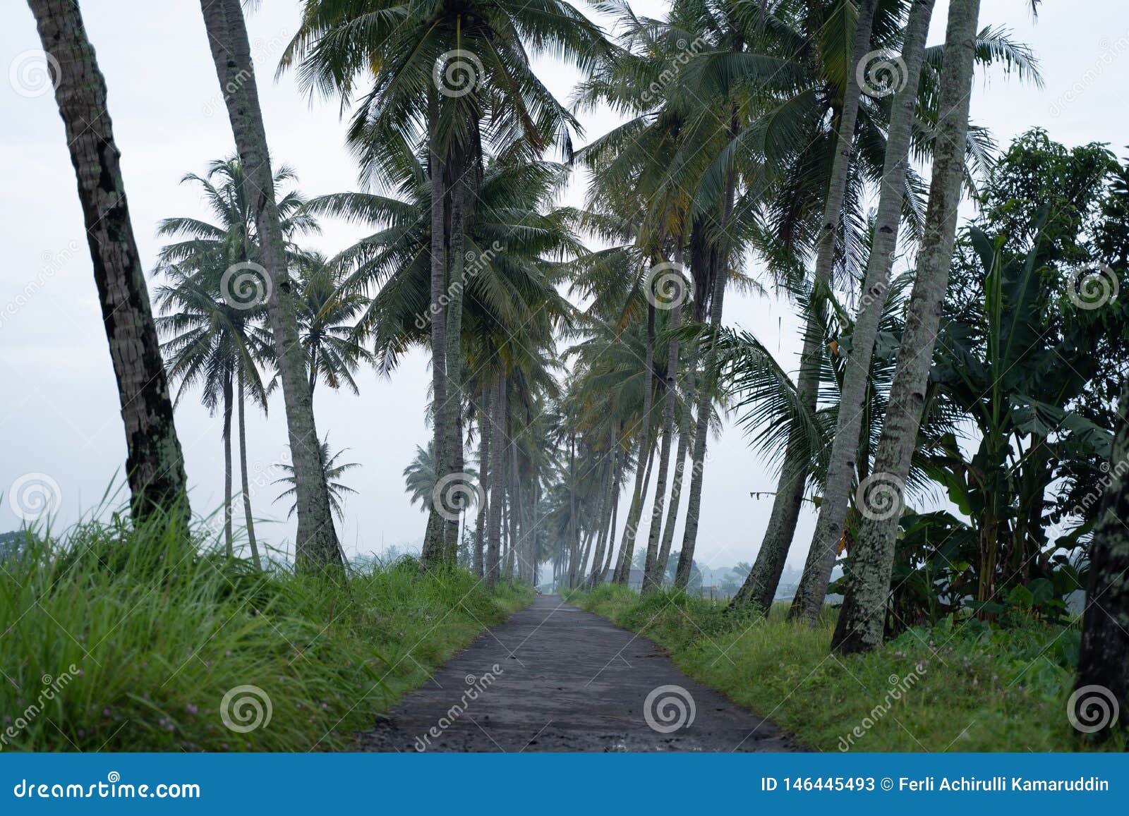 Coconut tree country road stock image. Image of united - 146445493