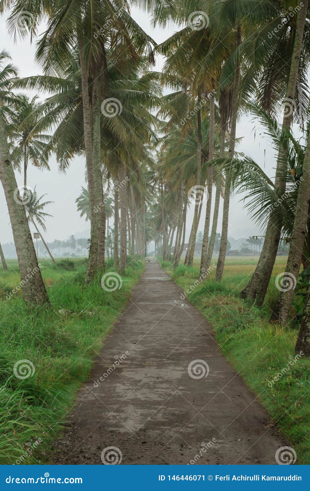 Coconut tree country road stock image. Image of avenue - 146446071