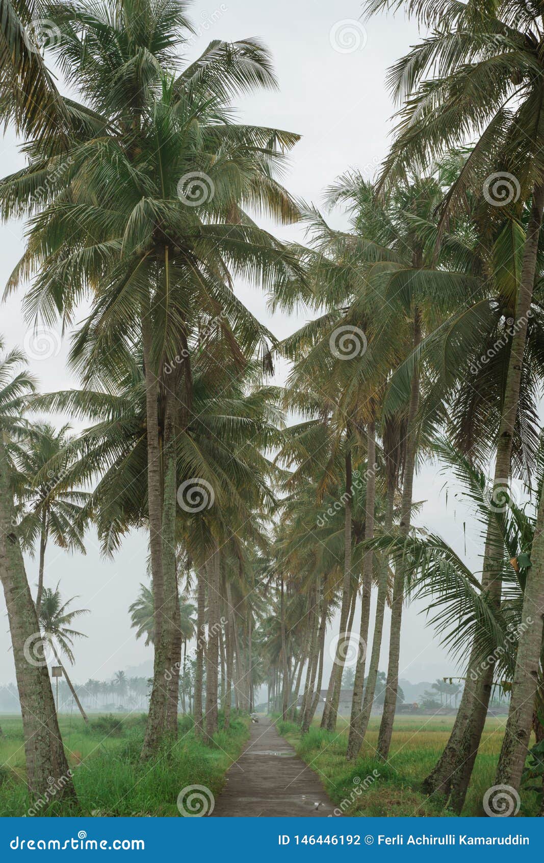 Coconut tree country road stock photo. Image of countryside - 146446192