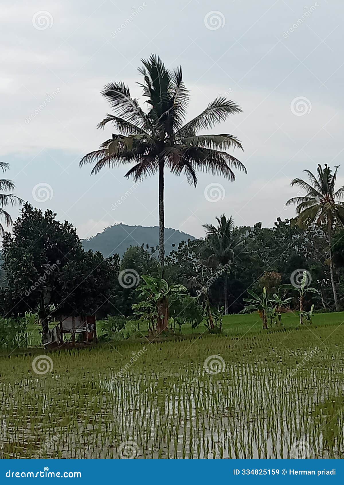 Coconut Tree in the Countryside the Good One Stock Image - Image of ...