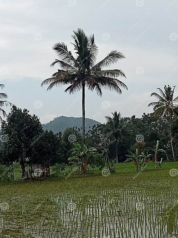 Coconut Tree in the Countryside the Good One Stock Image - Image of ...
