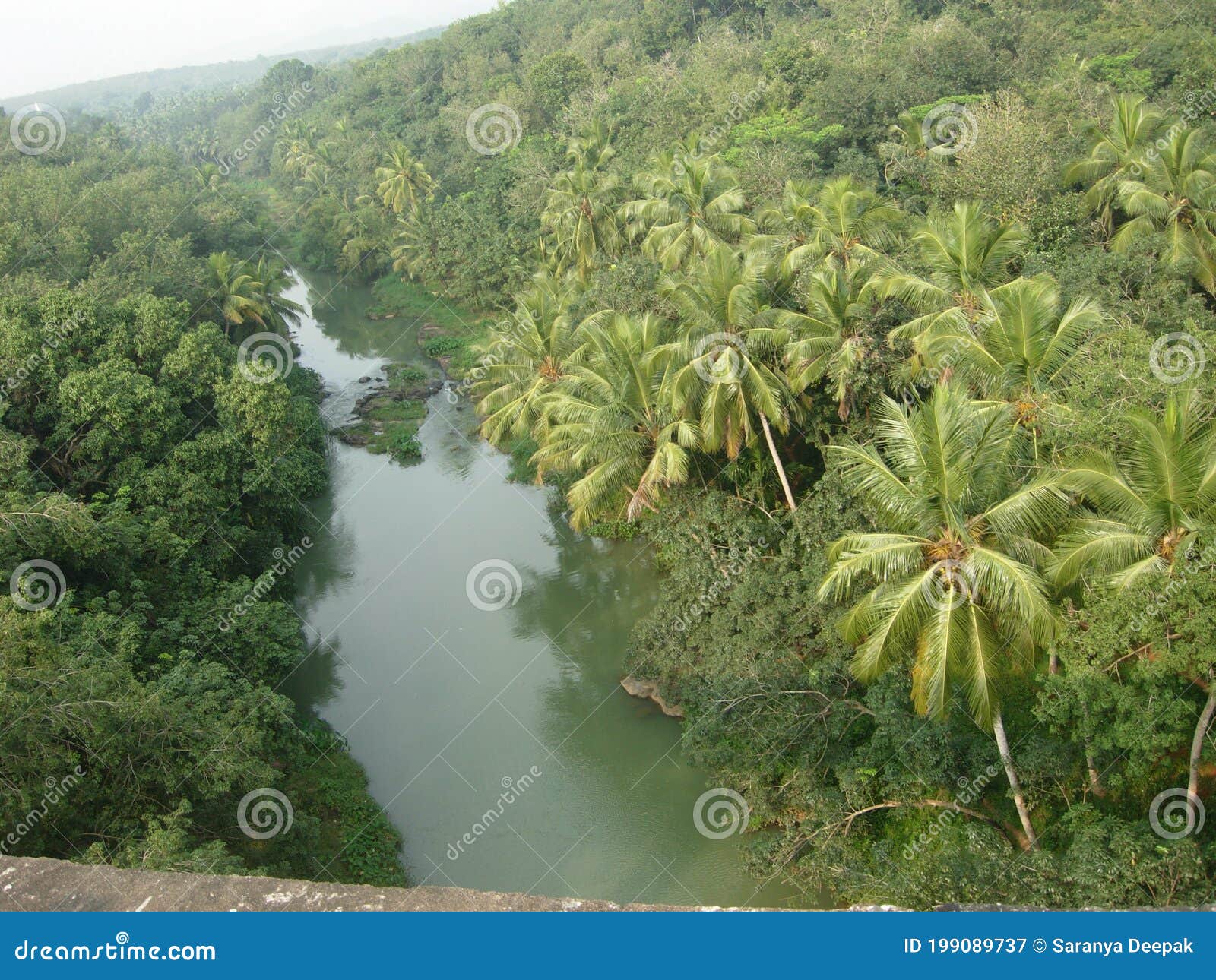 Coconut Tree Cultivation Near Canal Way Stock Image - Image of ... Coconut Tree Cultivation Near Canal Way Stock Image - Image of ...