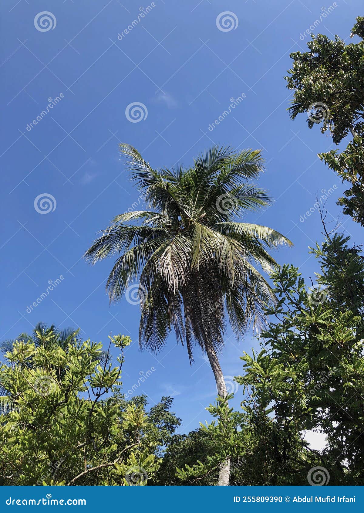 Coconut Tree in the Daylight is so Green and the Sky is Blue Stock ...