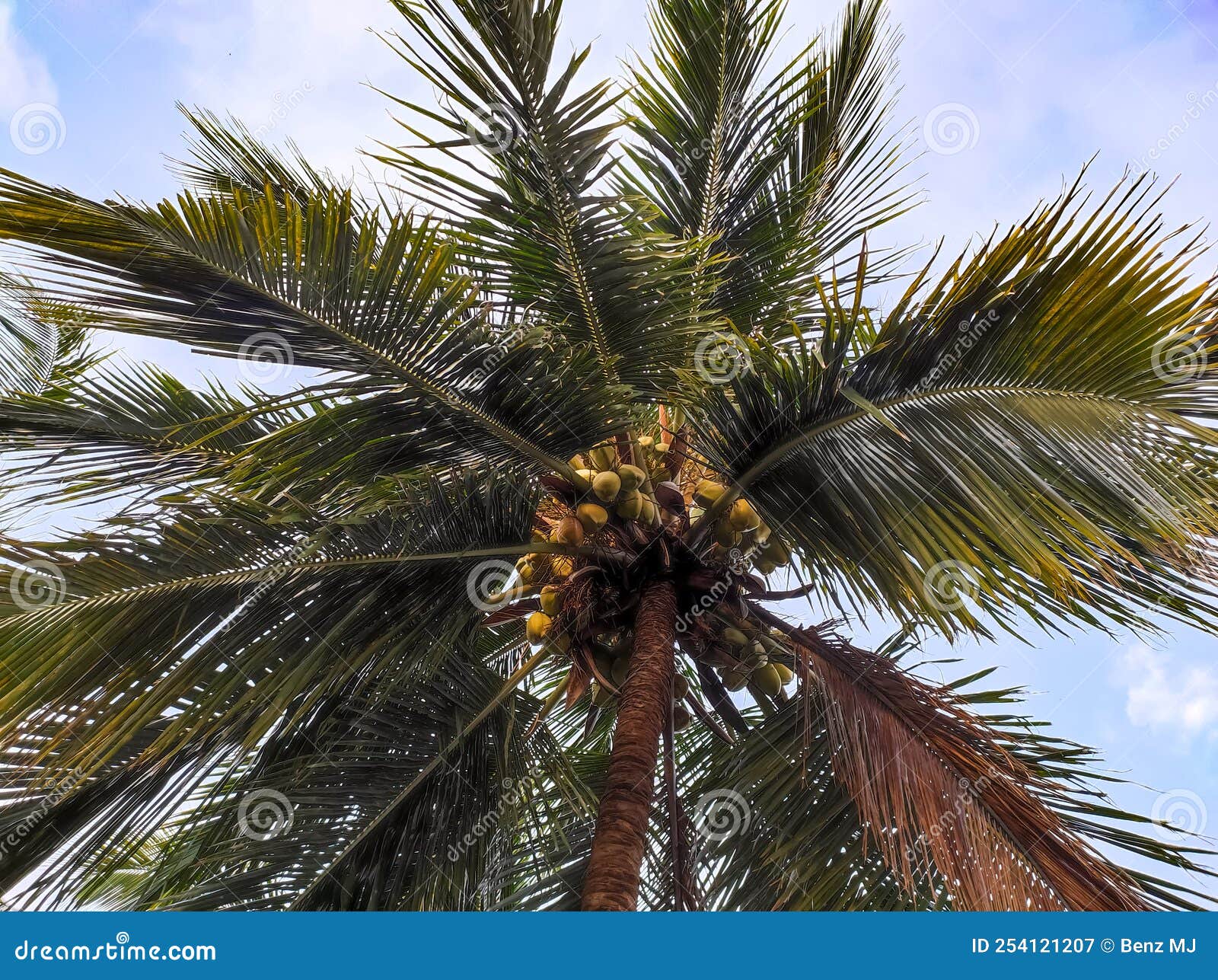 Coconut Tree from Down View Stock Image - Image of spruce, coconutpalm ...