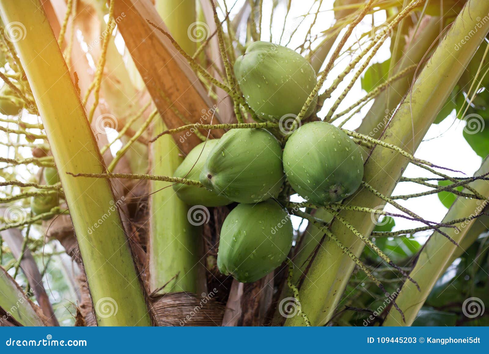 Coconut Tree with Droplets after Rain Stock Image - Image of asian ...