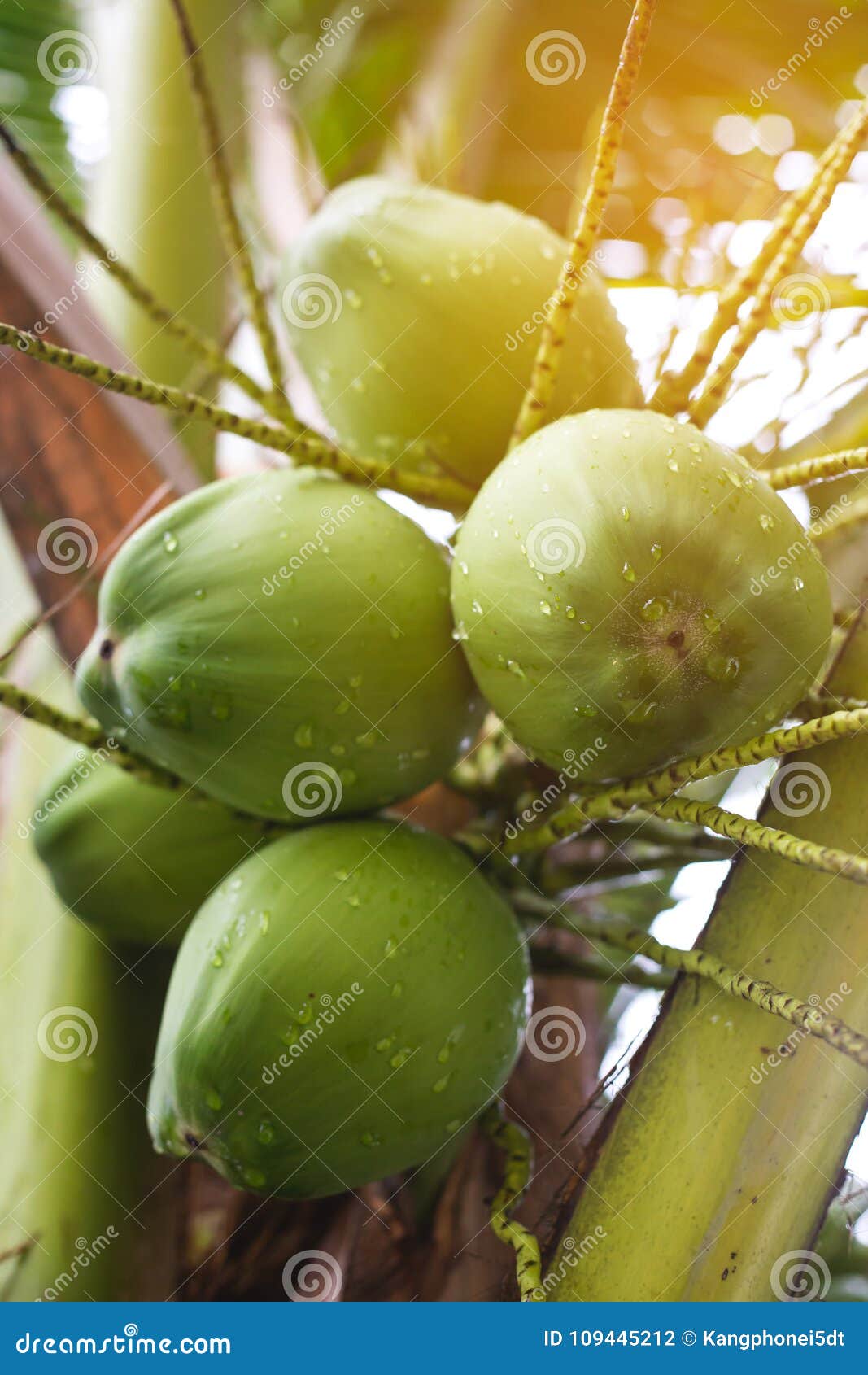 Coconut Tree with Droplets after Rain Stock Photo - Image of drink ...