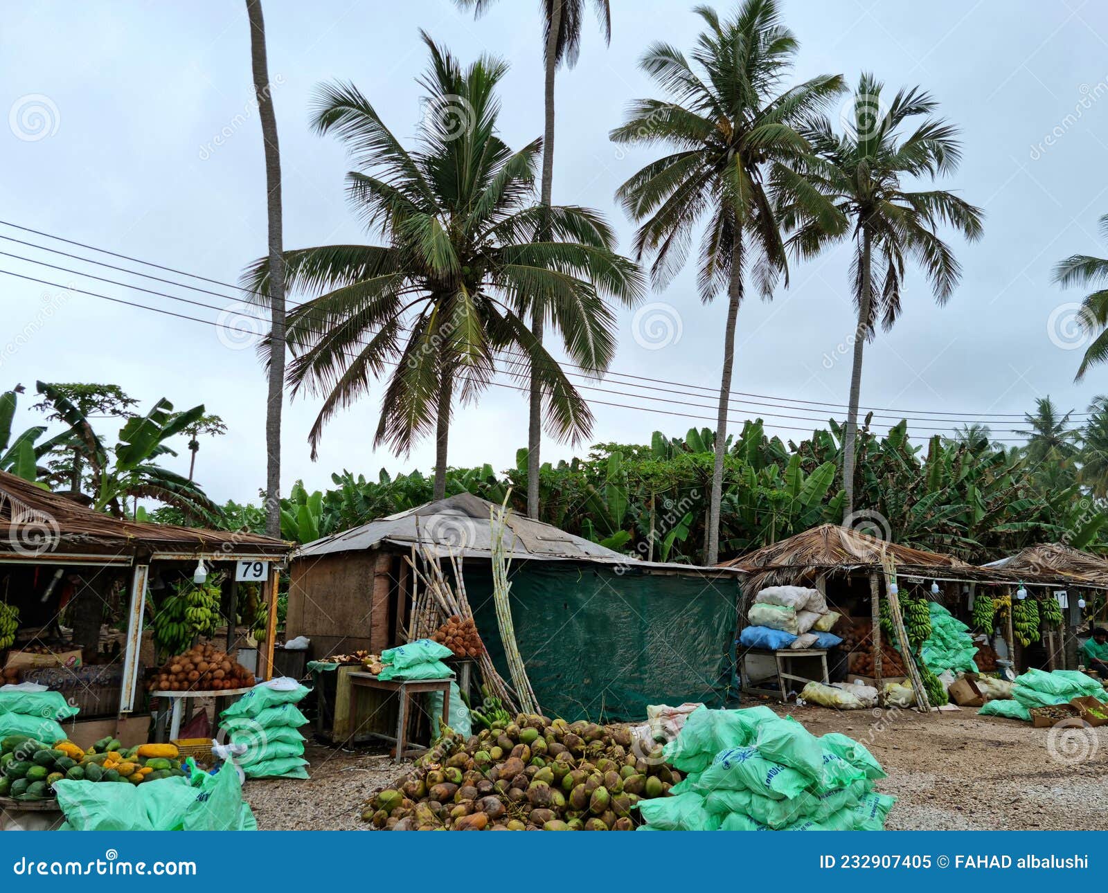 Coconut tree farm stock image. Image of tourism, agriculture - 232907405