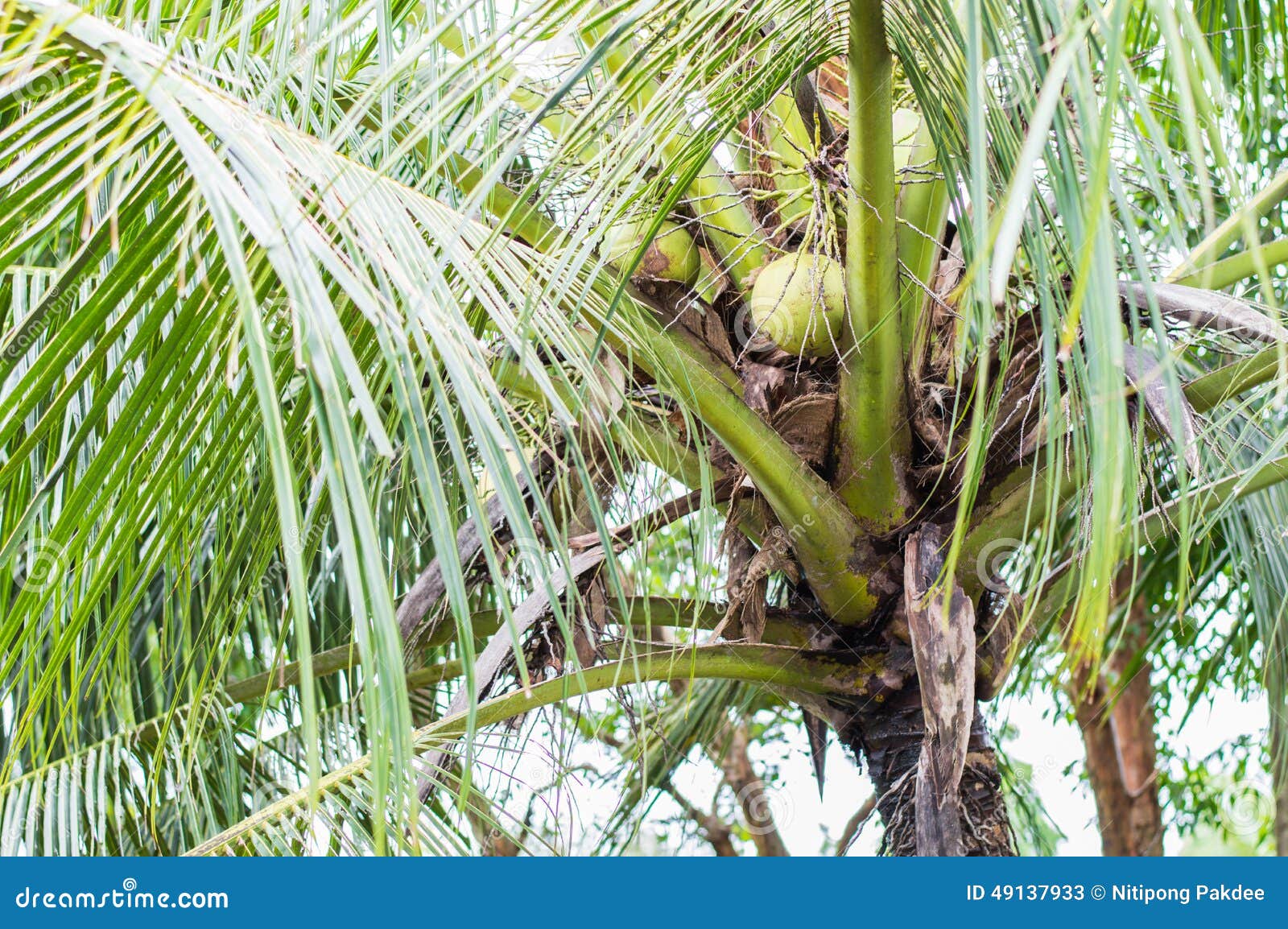 Coconut tree in farm stock image. Image of texture, nature - 49137933