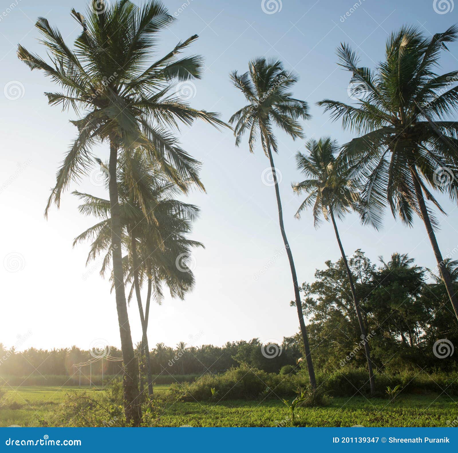 Coconut tree farm in India stock image. Image of coconut - 201139347