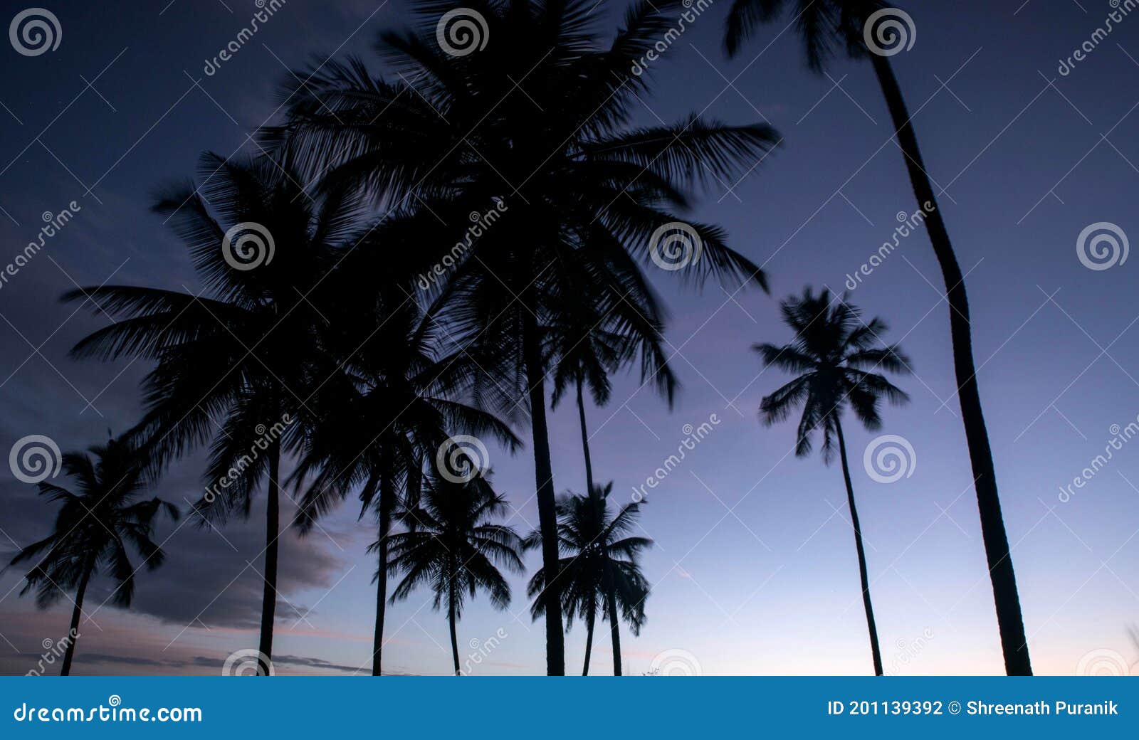 Coconut tree farm in India stock photo. Image of holiday - 201139392