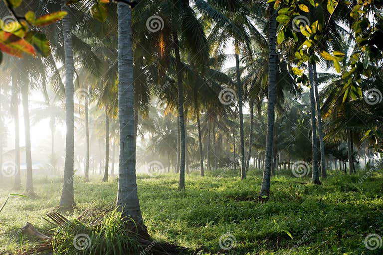 Coconut tree farm in India stock photo. Image of tropical - 201139464