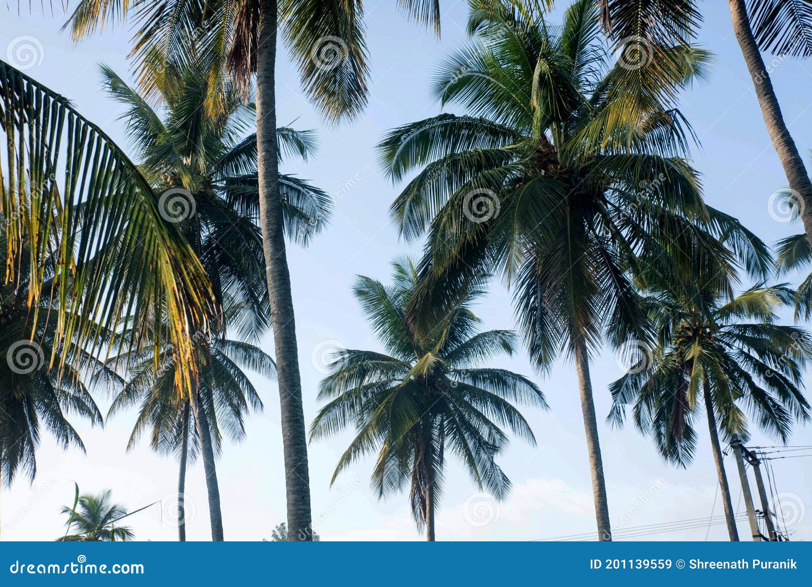 Coconut tree farm in India stock image. Image of leaves - 201139559