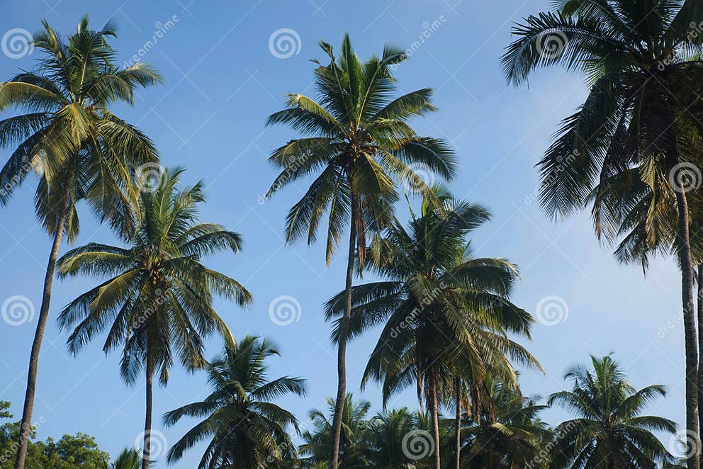 Coconut tree farm in India stock image. Image of india - 201139667