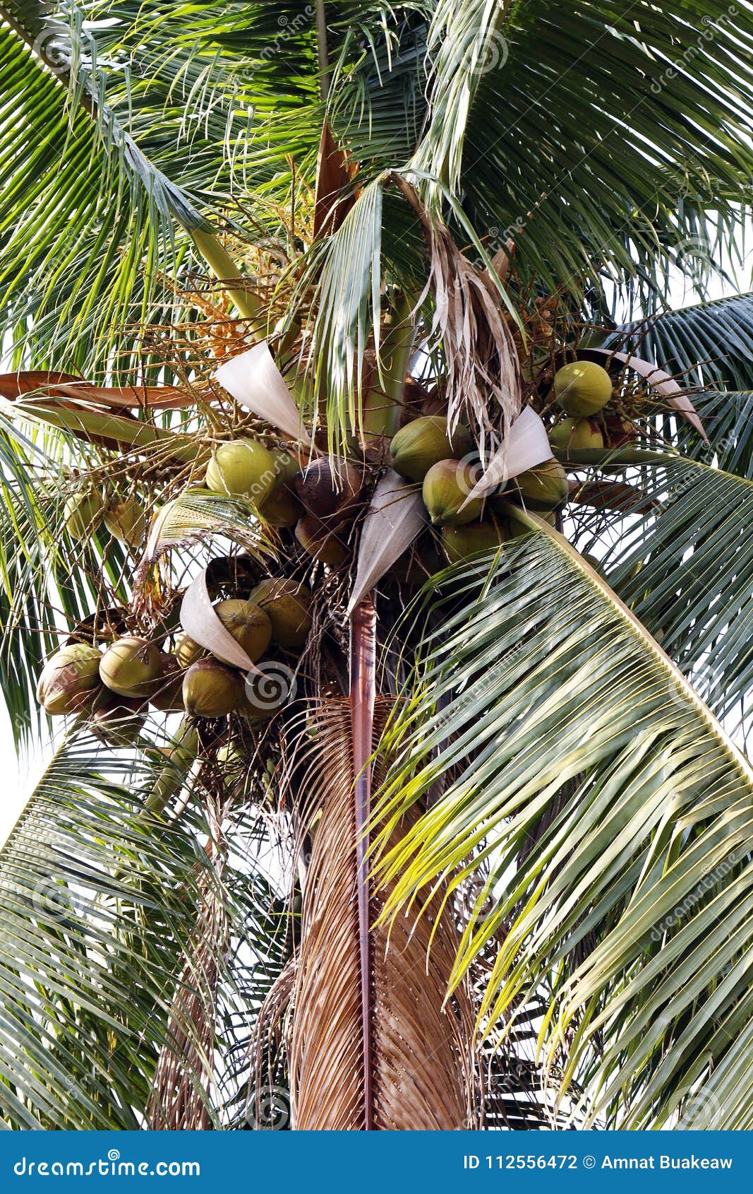 Coconut Farm, Plantation Coconut Tree Stock Photo - Image of rural ...