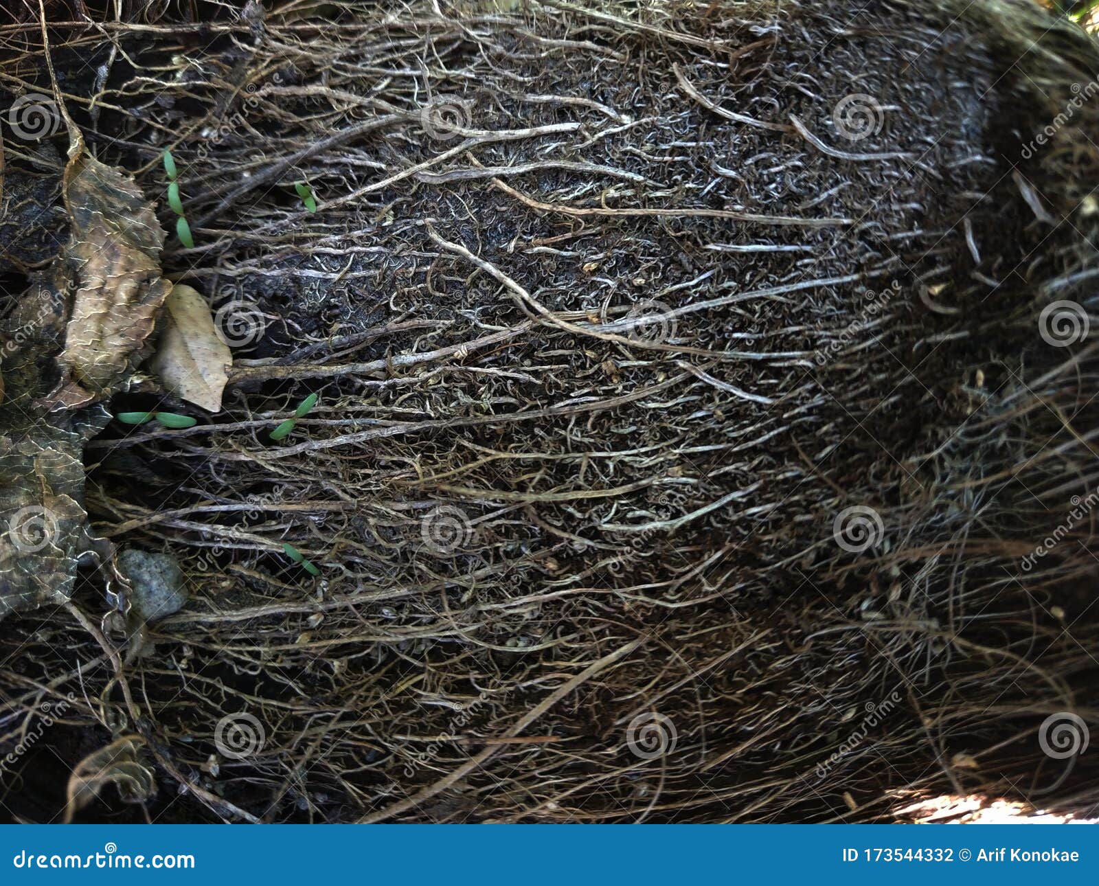 Coconut Tree Fiber Roots, Ideas For Wallpapers And Backgrounds Stock ...