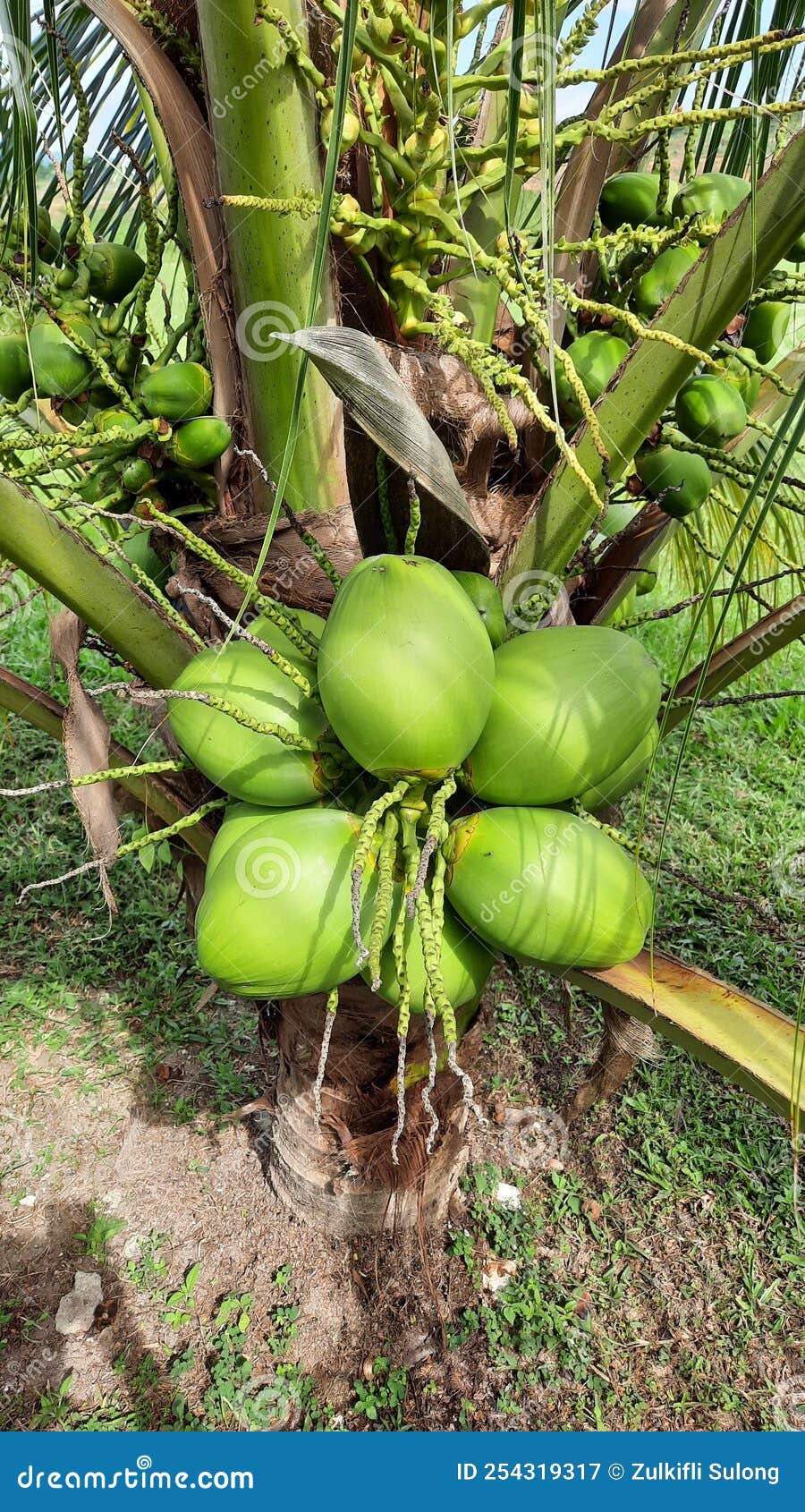 Coconut tree at field stock image. Image of grass, vegetable - 254319317
