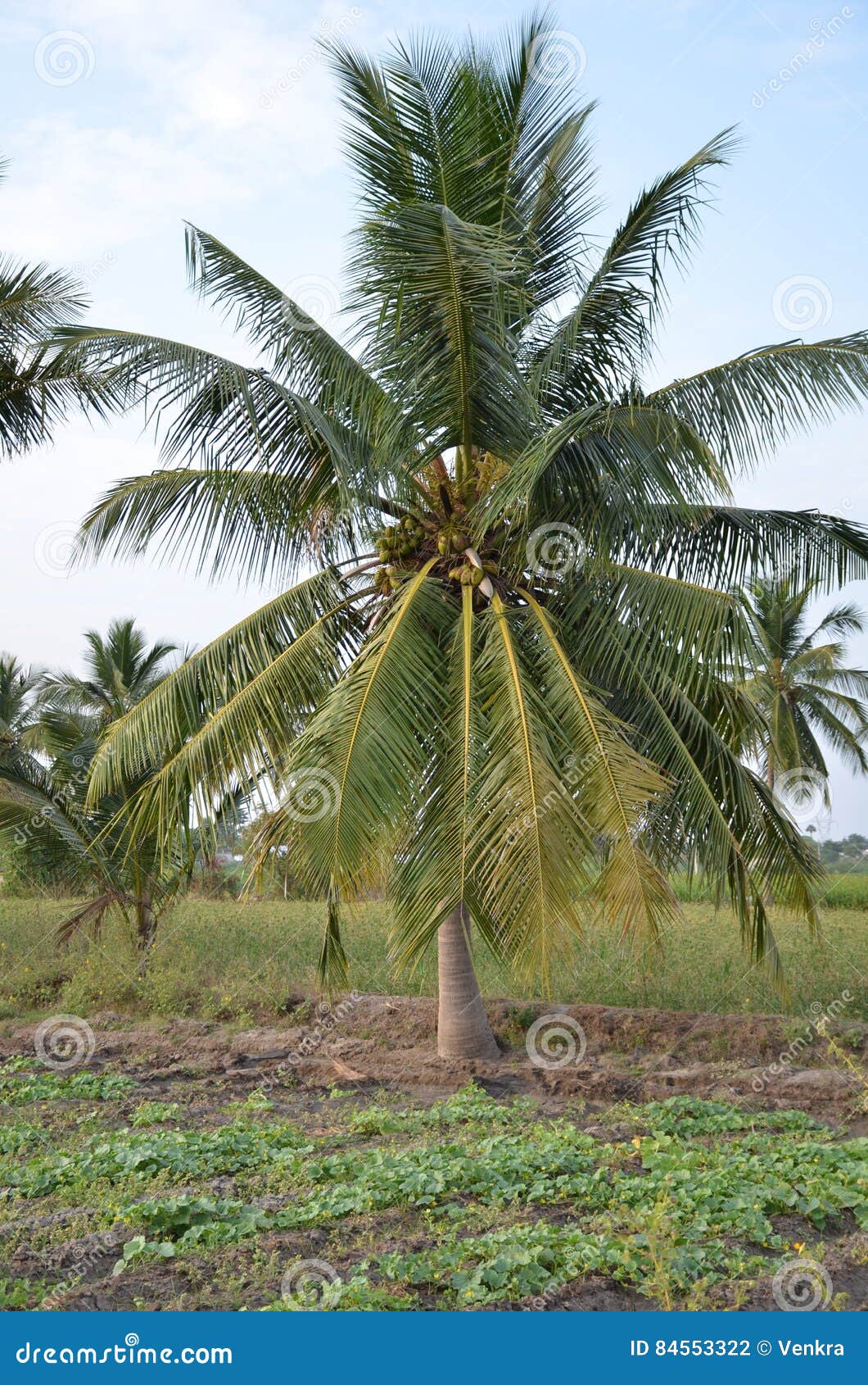 Coconut tree field stock photo. Image of strong, coconuts - 84553322