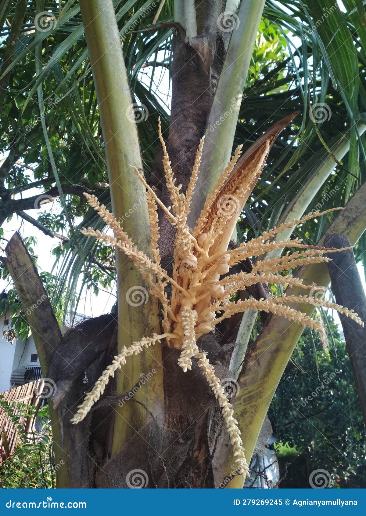 Coconut Tree Flowers Nature Stock Image - Image of tree, leaf: 279269245