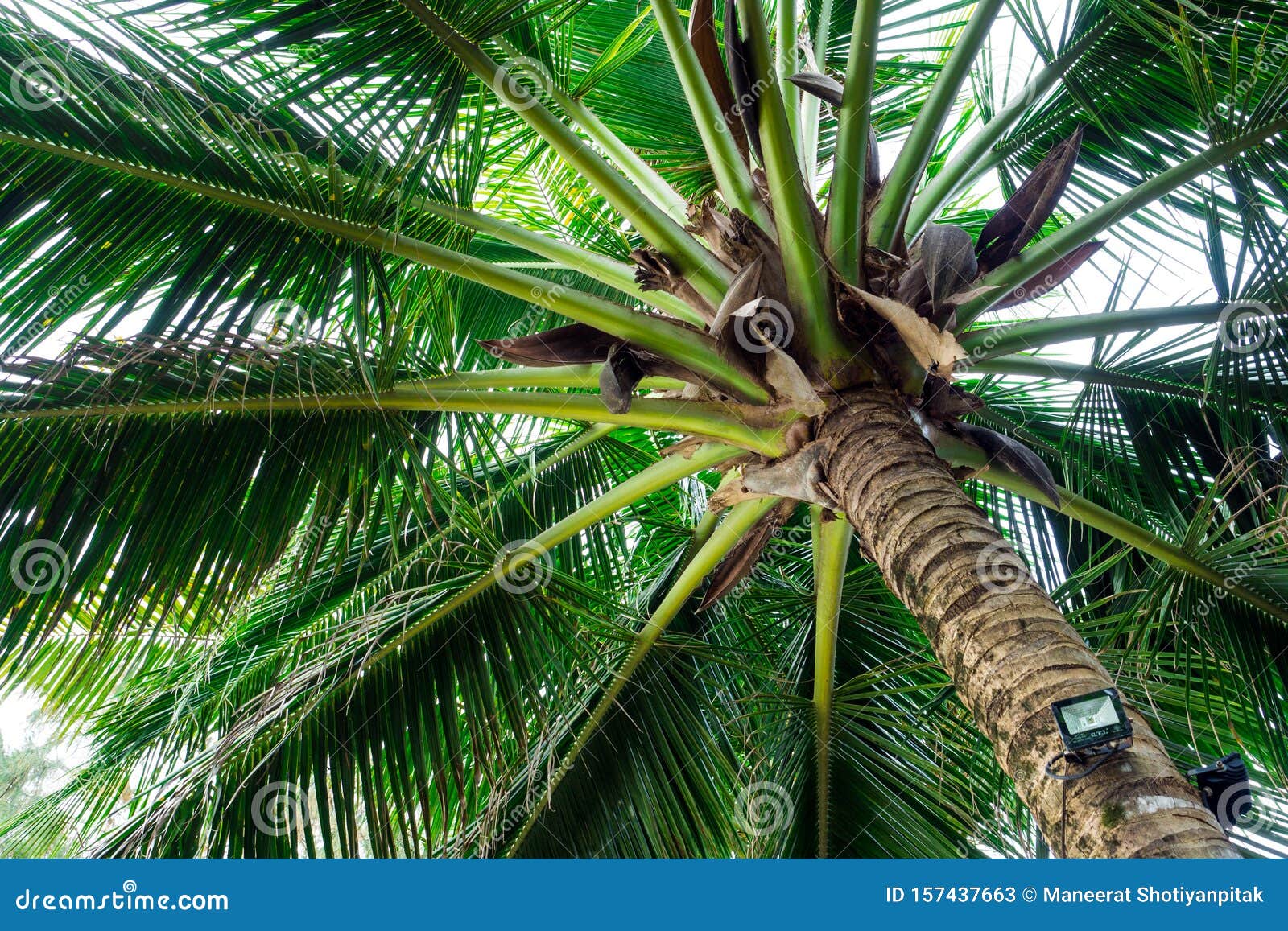 Coconut Tree Foliage Under Sky Stock Image - Image of background ...