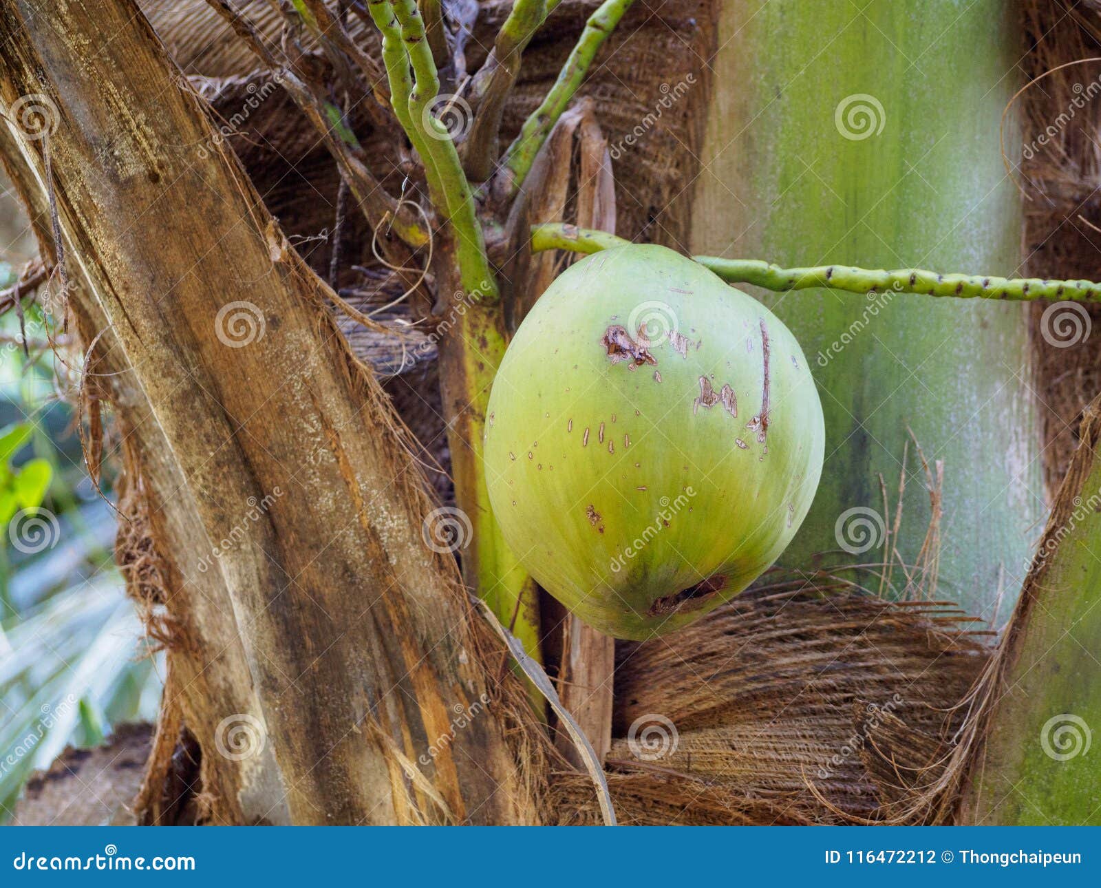 Coconut on tree stock photo. Image of organic, branch - 116472212