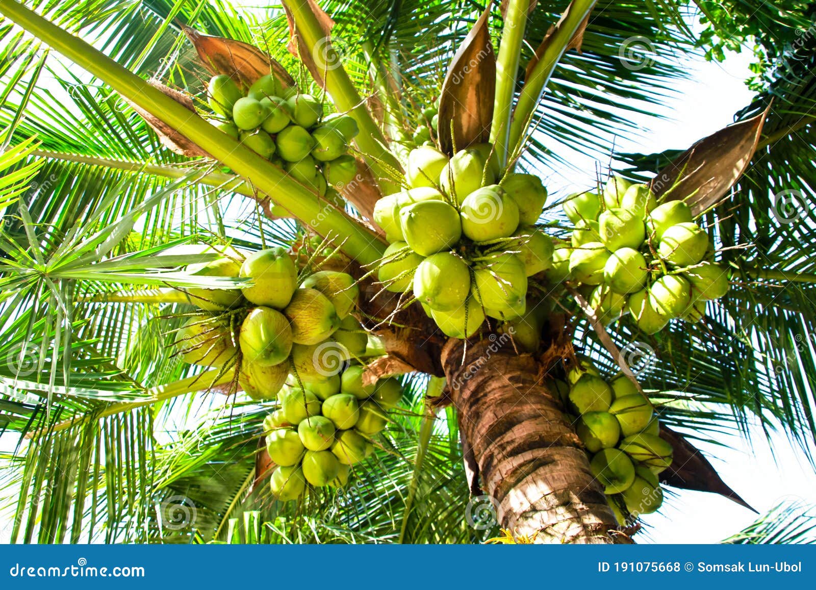 Coconut tree in garden editorial stock photo. Image of coconut - 191075668