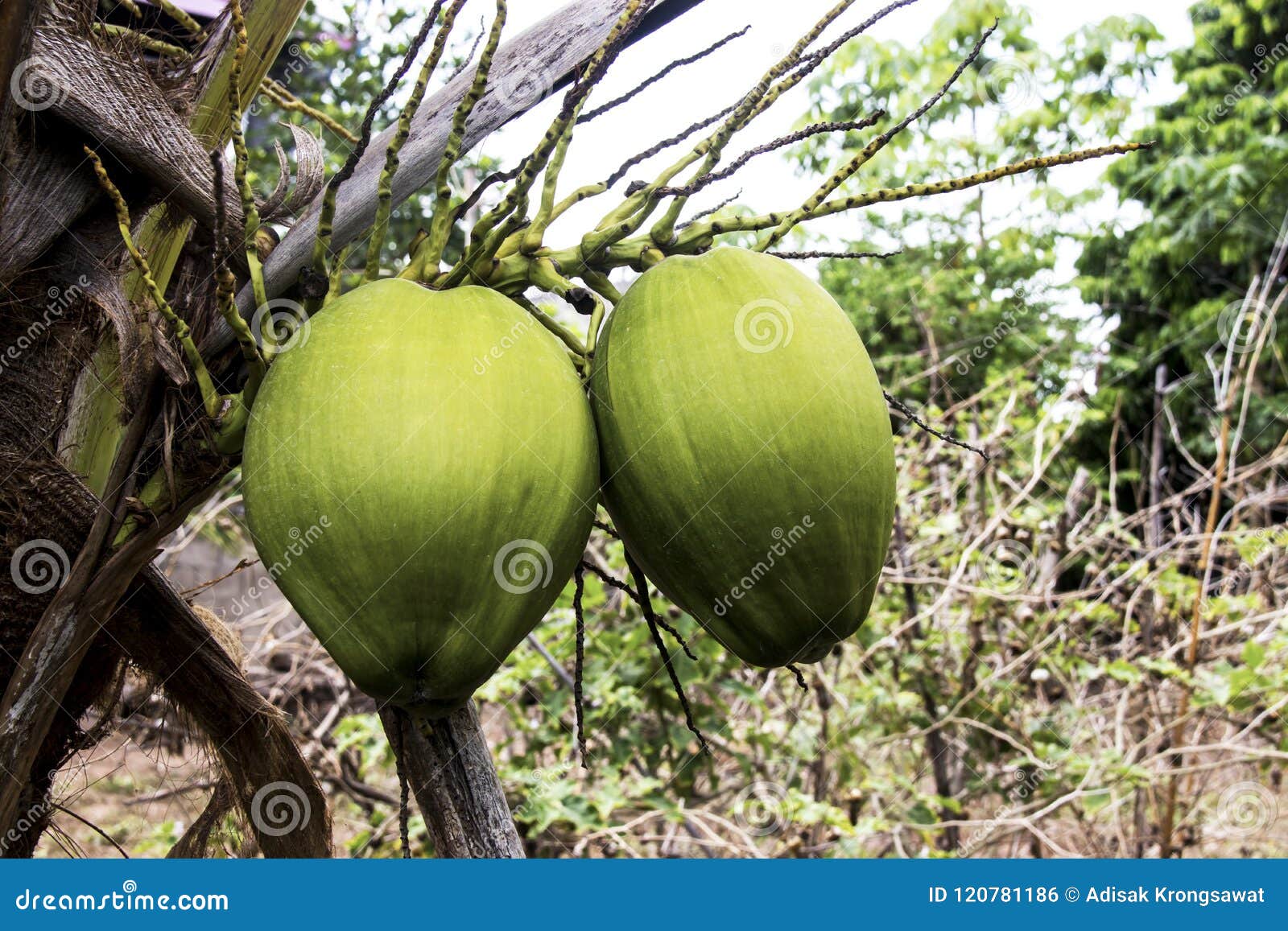 Coconut tree stock photo. Image of bunch, nuts, branch - 120781186