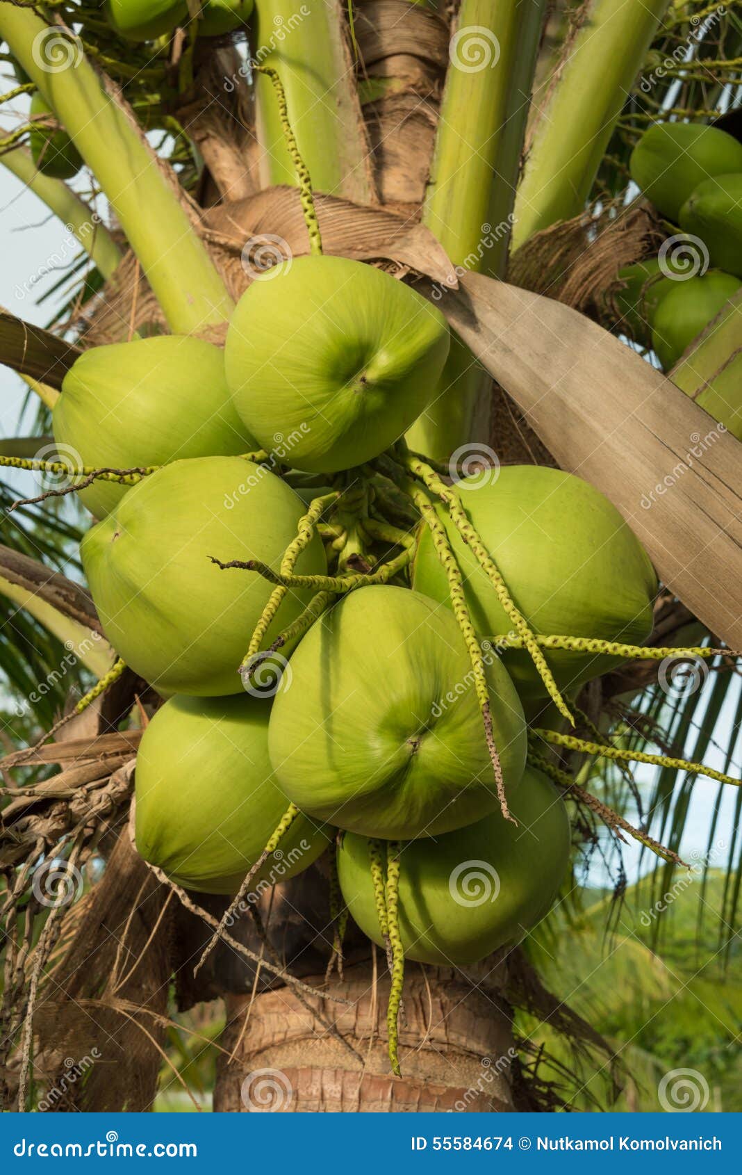Coconut on tree stock photo. Image of healthy, fruit - 55584674