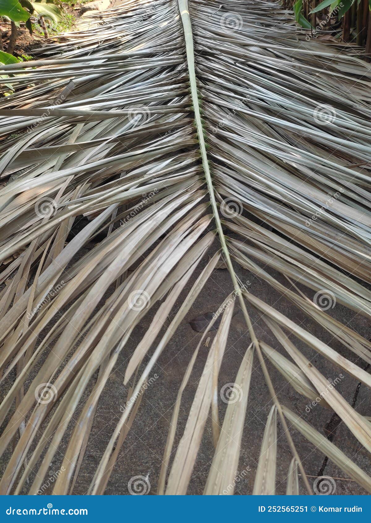 Coconut Tree Fronds that Fall between the Trees and Flowers Stock Image ...