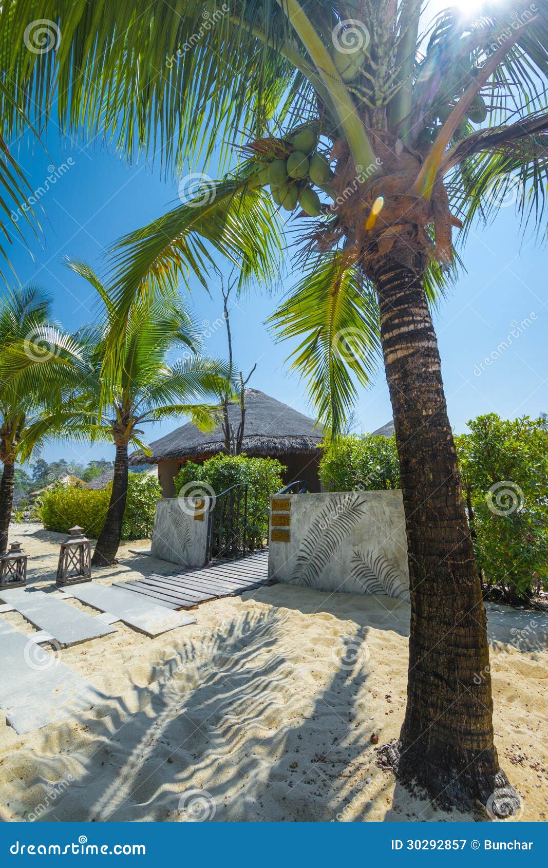 Coconut tree stock image. Image of relax, bright, beach - 30292857